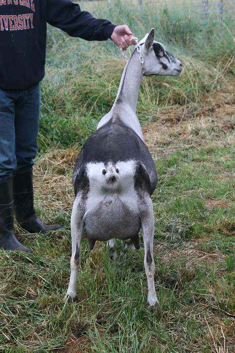 Missdee's French Alpine Dairy Goats - Pedigree